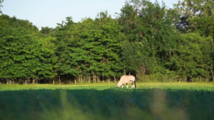 10 Best Exotic Hunting Ranches in Texas That You Must Visit in 2023