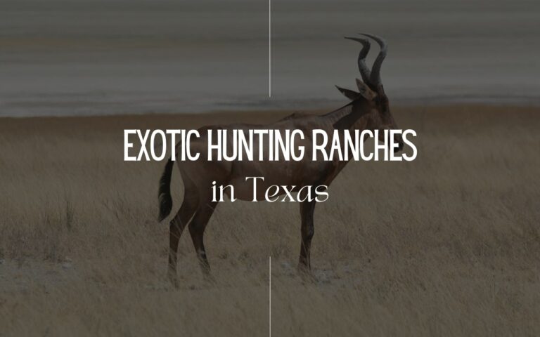 10 Best Exotic Hunting Ranches in Texas That You Must Visit in 2023