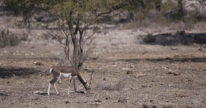 10 Best Exotic Hunting Ranches in Texas That You Must Visit in 2023