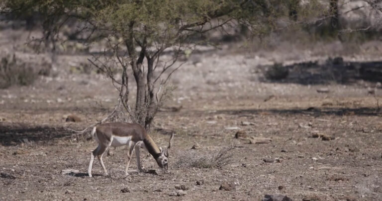 10 Best Exotic Hunting Ranches in Texas That You Must Visit in 2023