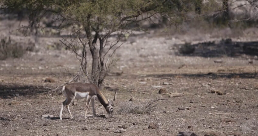 10 Best Exotic Hunting Ranches in Texas That You Must Visit in 2023