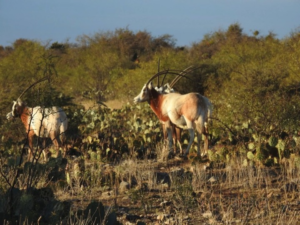 10 Best Exotic Hunting Ranches in Texas That You Must Visit in 2023
