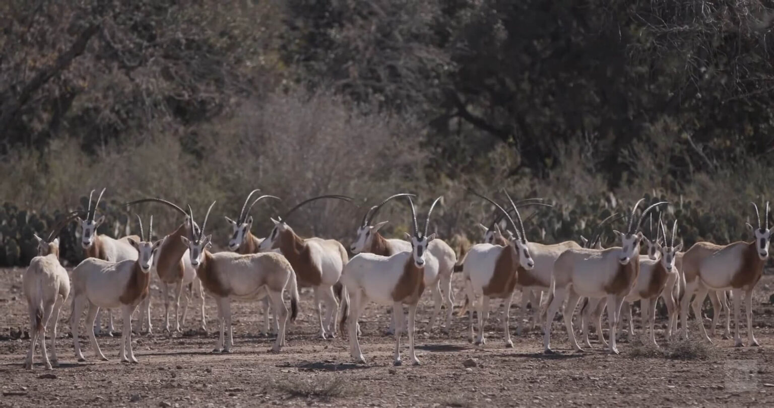 10 Best Exotic Hunting Ranches in Texas That You Must Visit in 2023