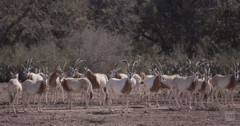 10 Best Exotic Hunting Ranches in Texas That You Must Visit in 2023