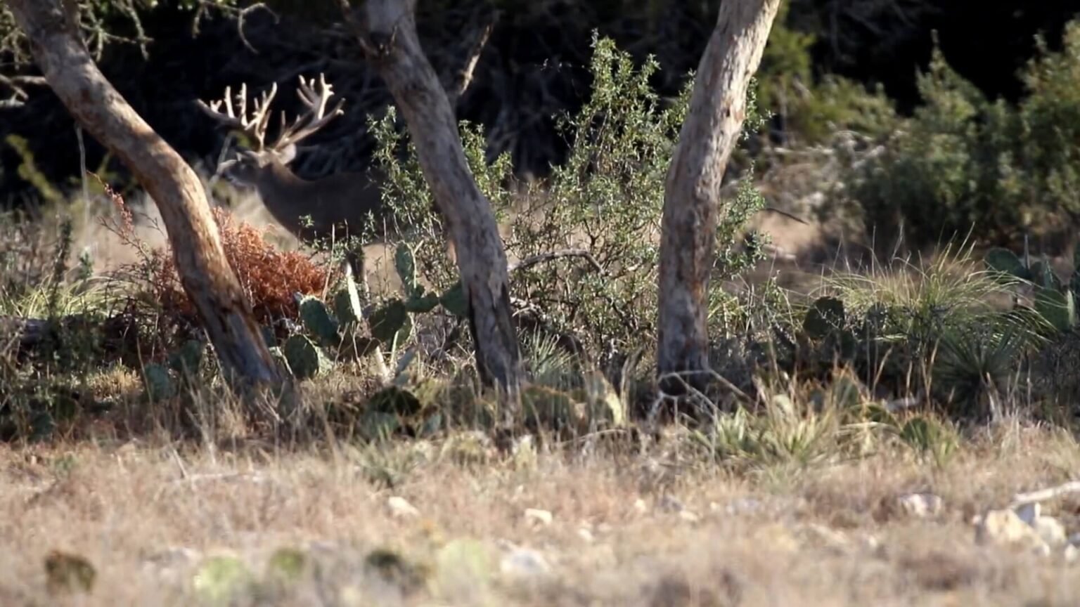 10 Best Exotic Hunting Ranches in Texas That You Must Visit in 2023